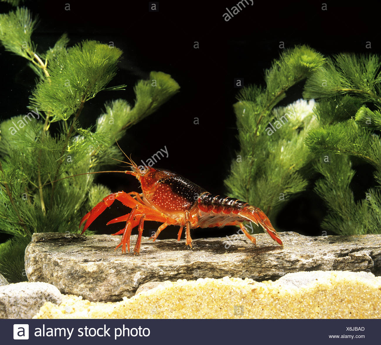 Red Crayfish Procambarus Clarkii High Resolution Stock Photography and ...