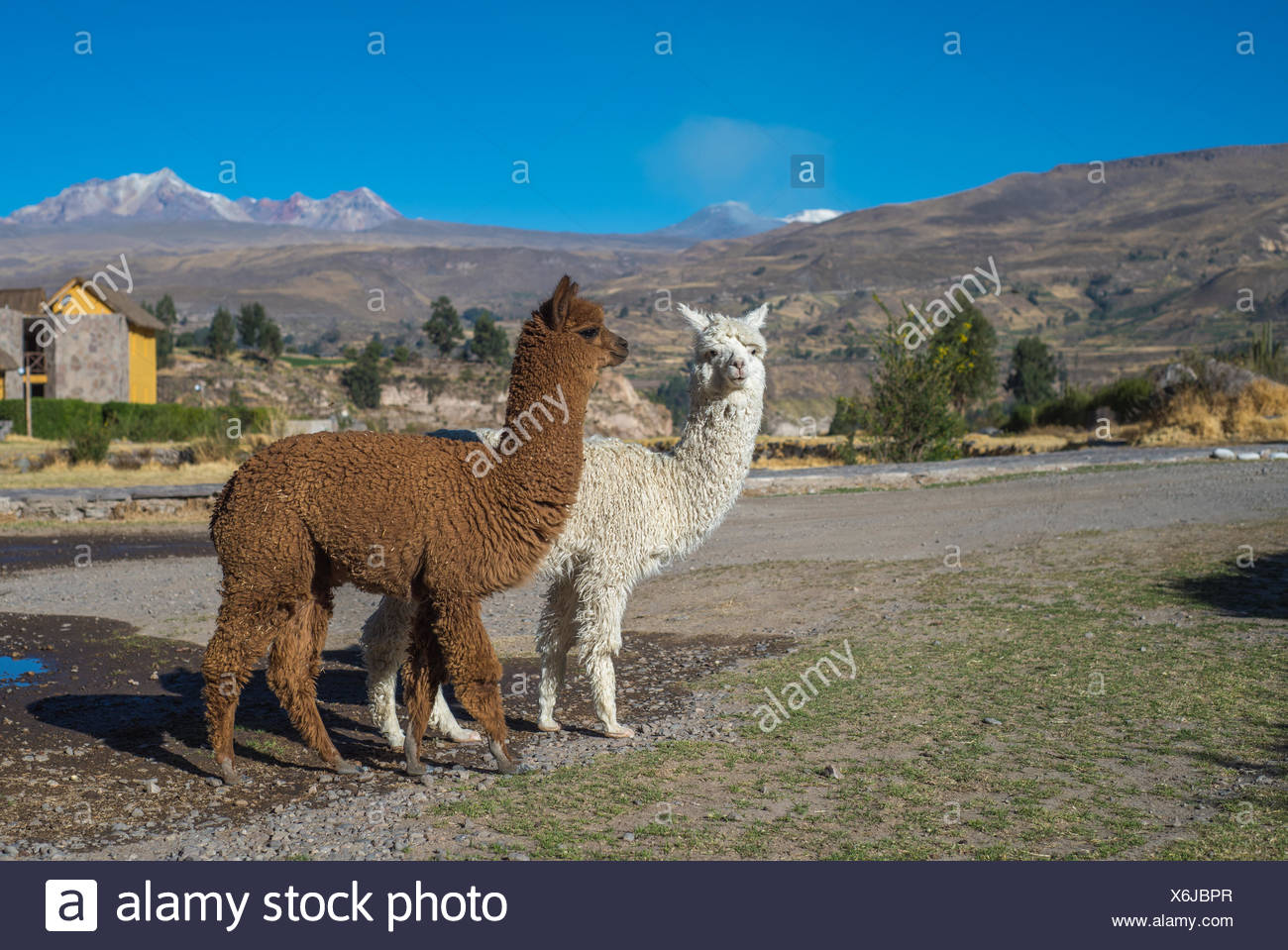 Huacaya Alpacas High Resolution Stock Photography and Images - Alamy