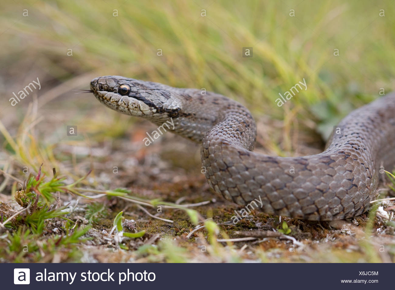 Slang High Resolution Stock Photography and Images - Alamy