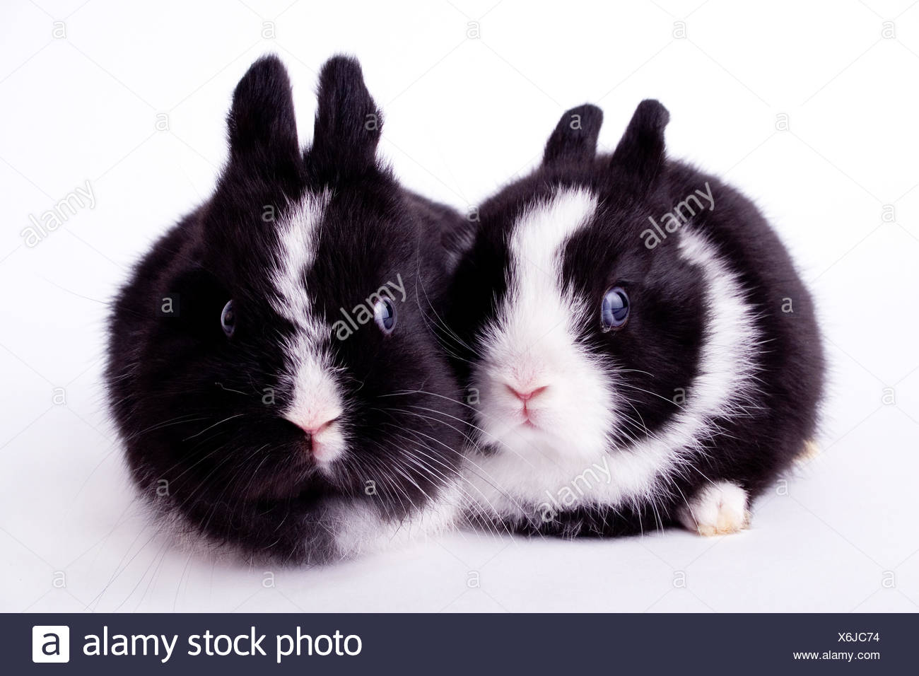 Hasi High Resolution Stock Photography and Images - Alamy