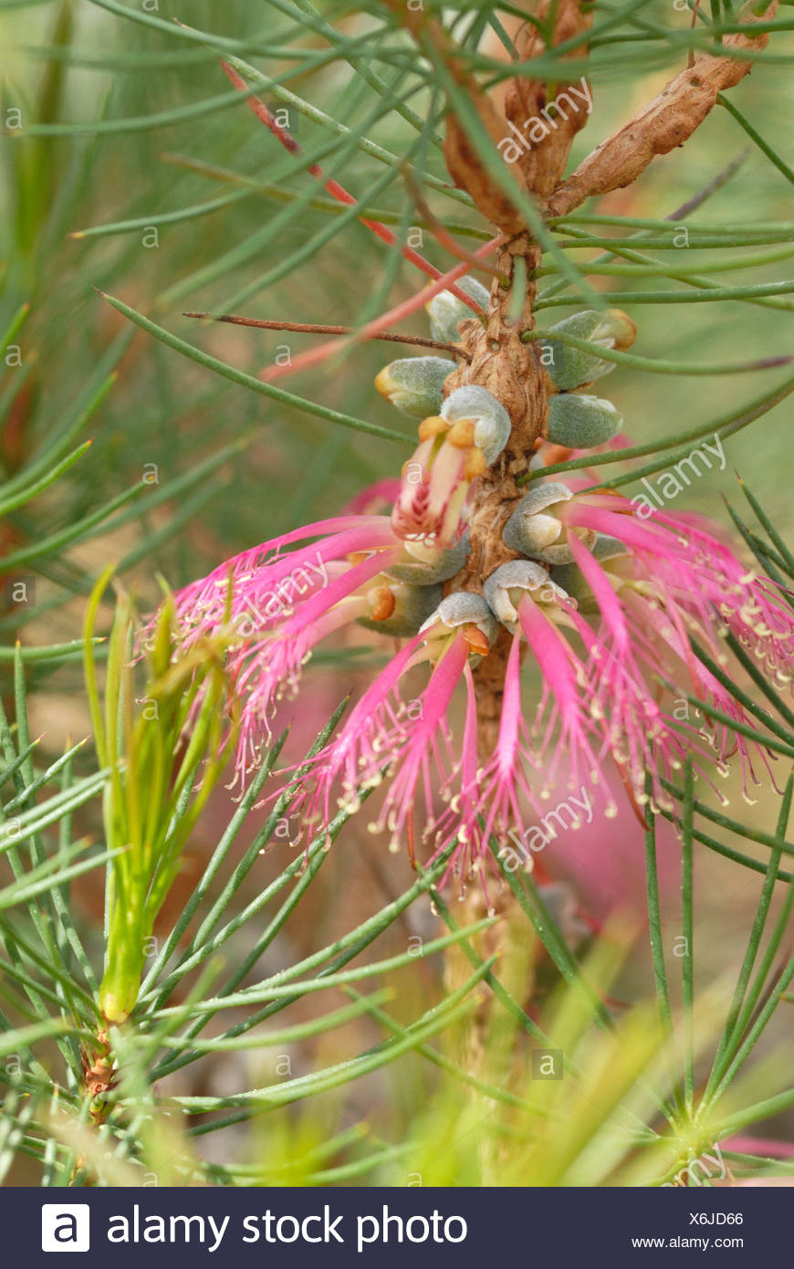 Claw Flower High Resolution Stock Photography and Images - Alamy