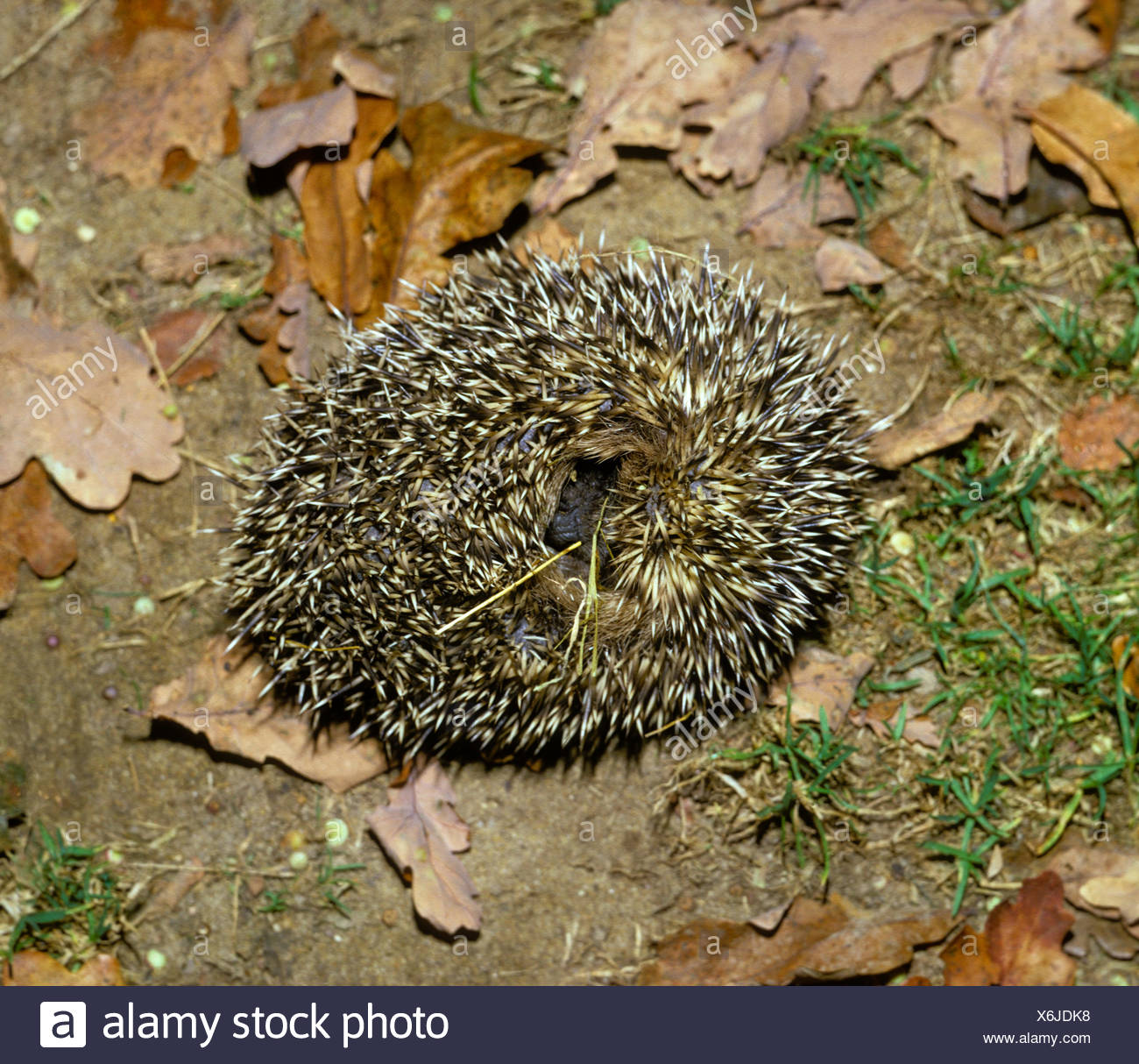 Hedgehog Rolled Into Ball Stock Photos & Hedgehog Rolled Into Ball ...