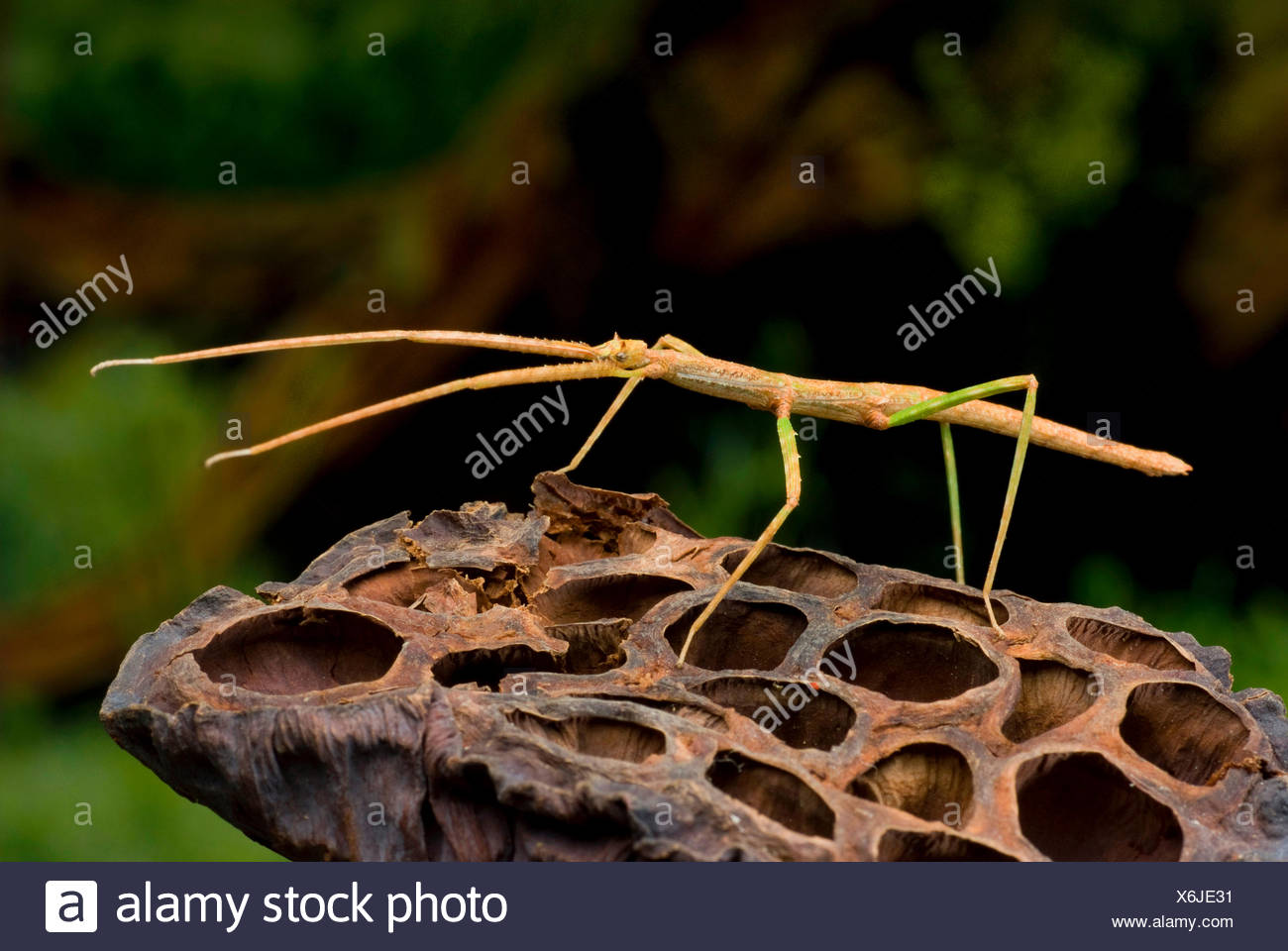 Artemis 1 High Resolution Stock Photography and Images - Alamy