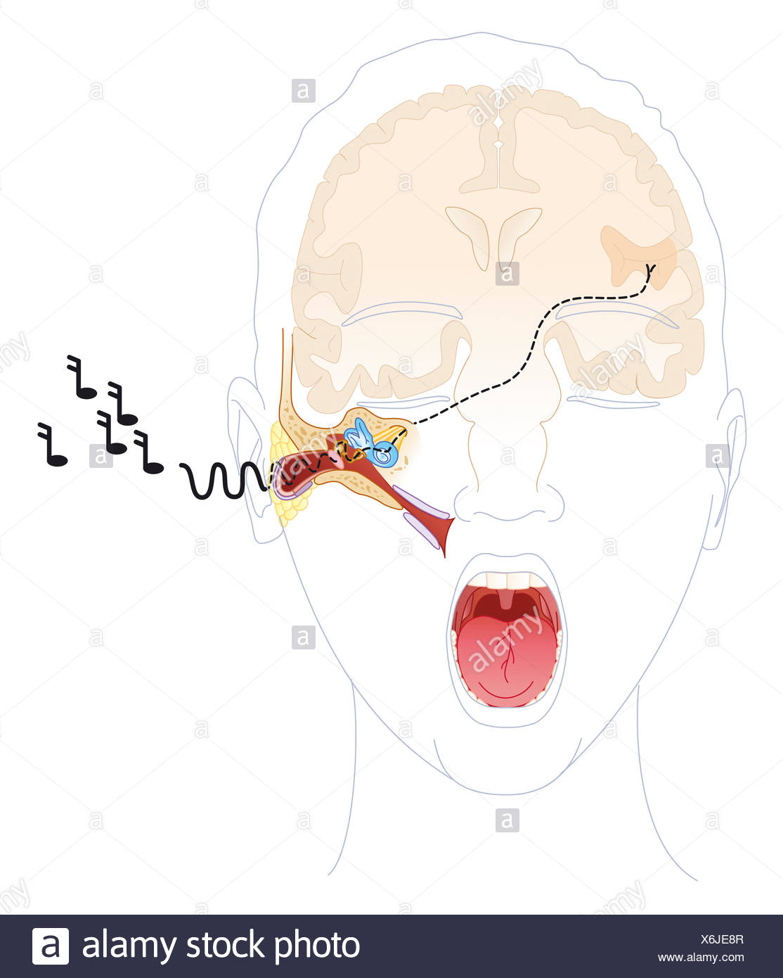 Auditory Cortex High Resolution Stock Photography and Images - Alamy