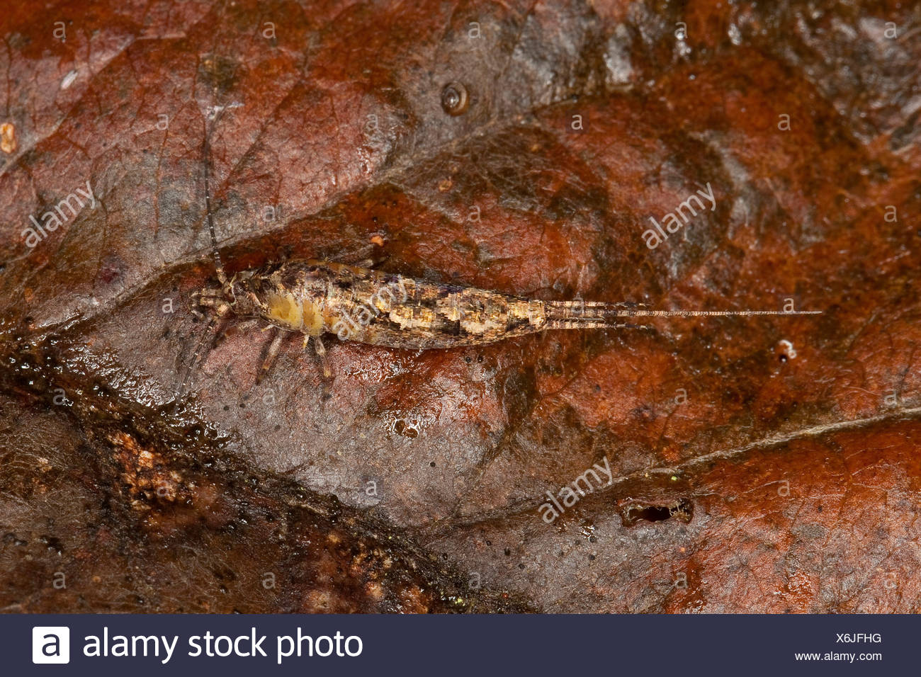 Bristletails High Resolution Stock Photography and Images - Alamy