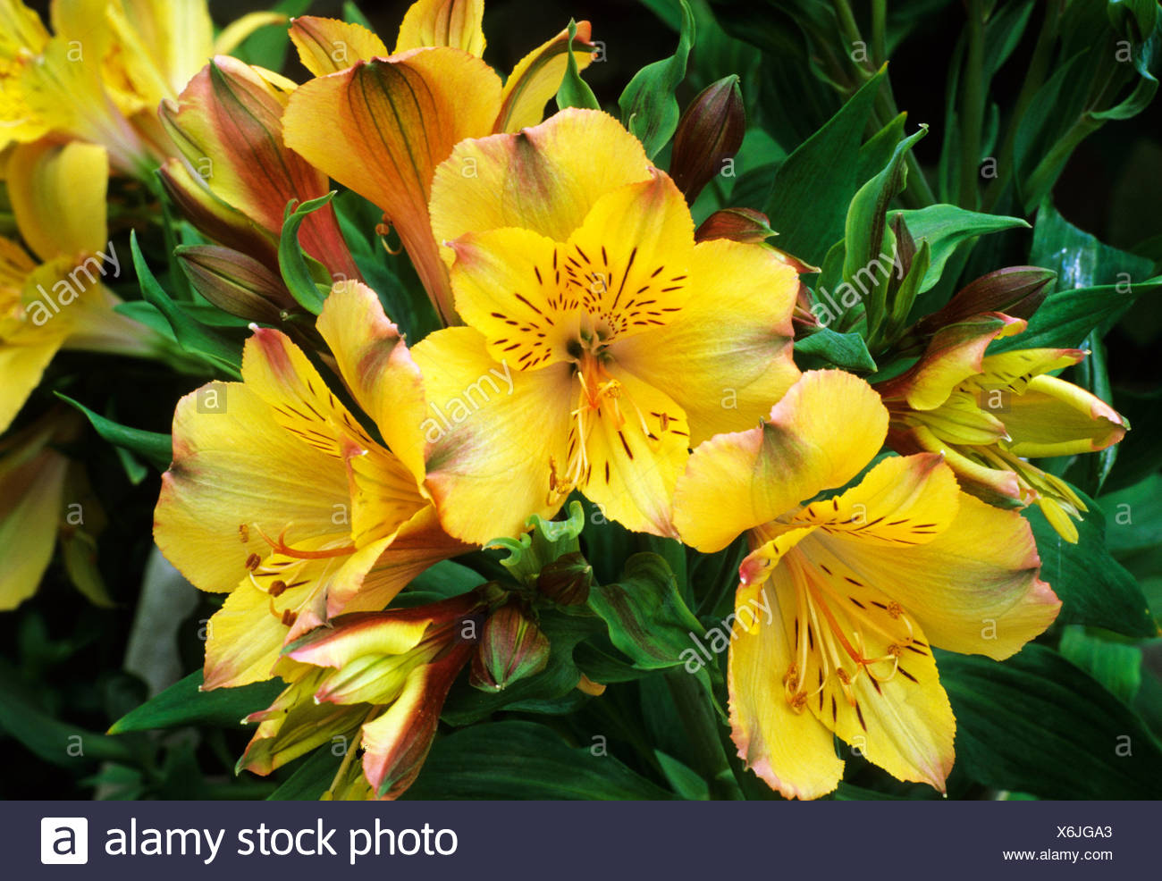 Princess Lily High Resolution Stock Photography and Images - Alamy