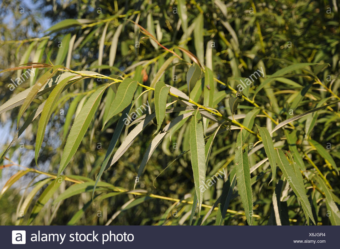 Silver Willow High Resolution Stock Photography and Images - Alamy
