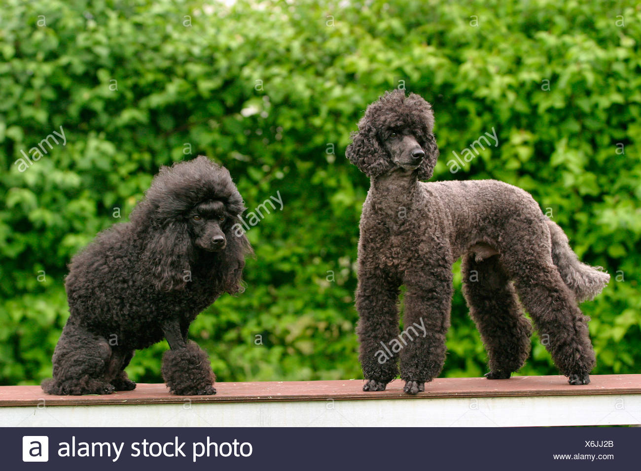 Zwergpudel Stock Photos & Zwergpudel Stock Images - Alamy