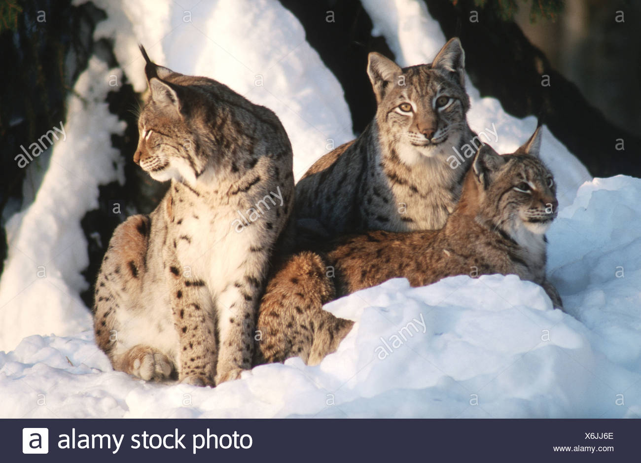 Lynx Lynx Group Family High Resolution Stock Photography and Images - Alamy