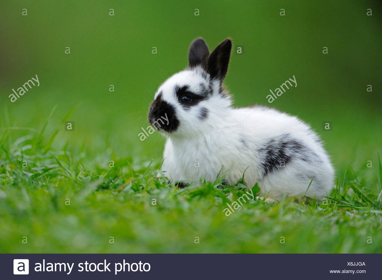 Black White Rabbit High Resolution Stock Photography and Images - Alamy