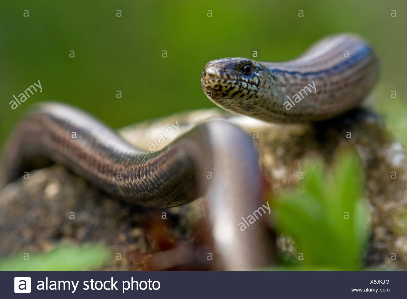 Blind_worm High Resolution Stock Photography and Images - Alamy
