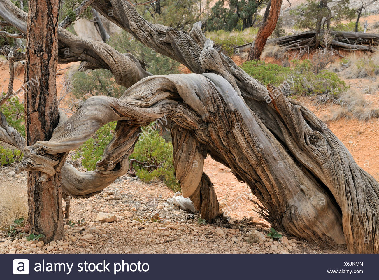 Tree With Twisted Trunk Stock Photos & Tree With Twisted Trunk Stock ...