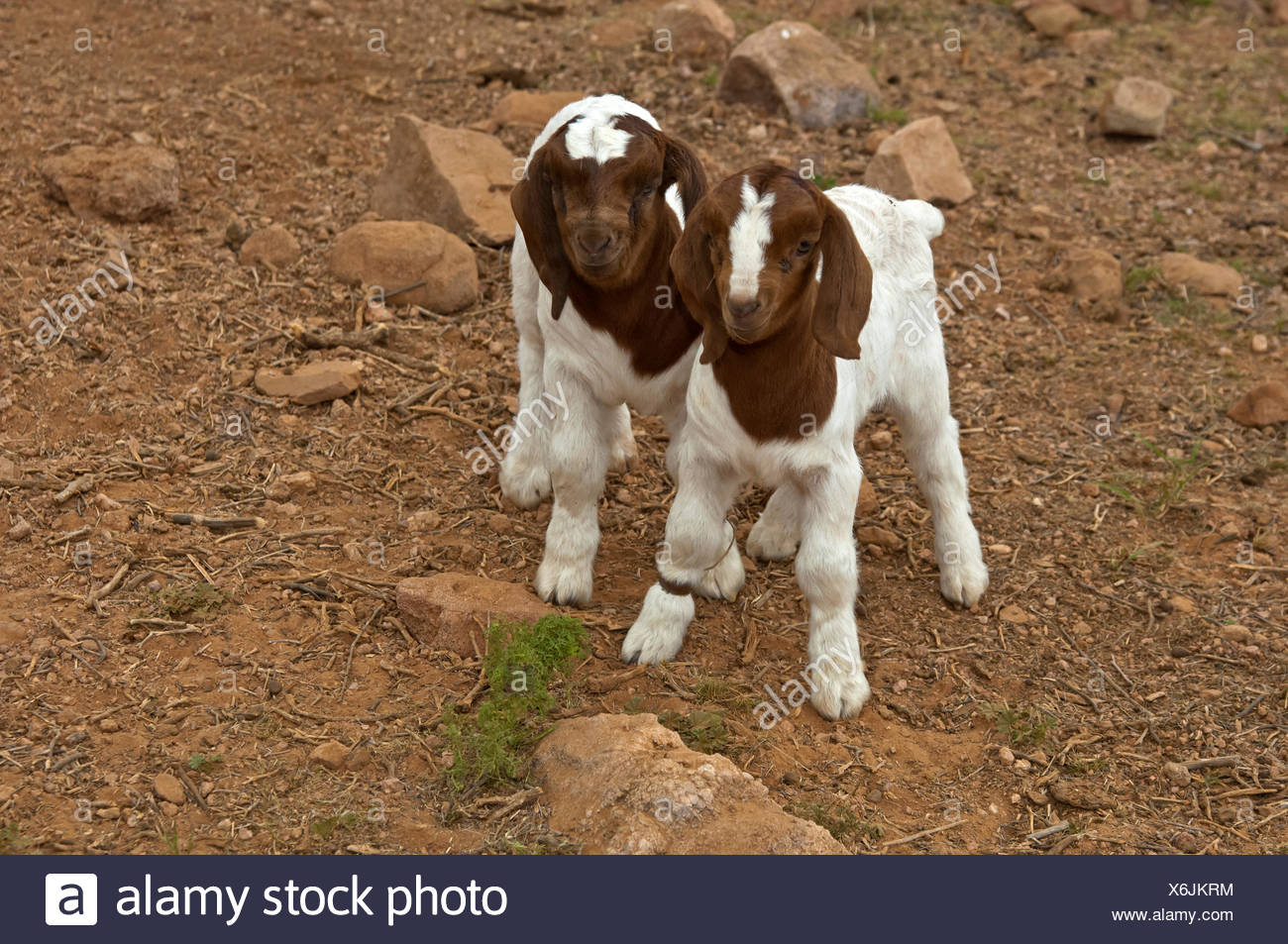 Boer Goats Two Kids High Resolution Stock Photography and Images - Alamy