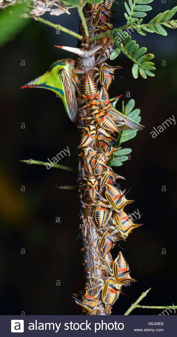 Crassicornis High Resolution Stock Photography and Images - Alamy