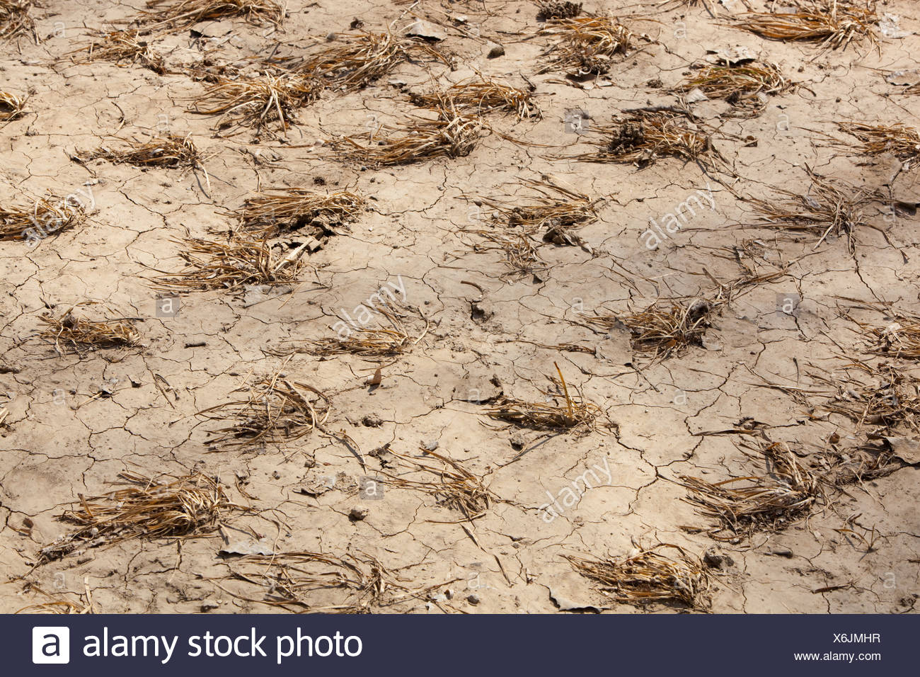 Crops Drought Stock Photos & Crops Drought Stock Images - Alamy