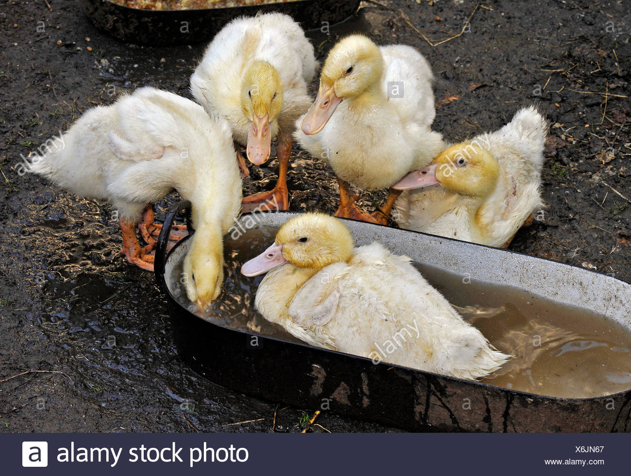 Five Little Ducks High Resolution Stock Photography and Images - Alamy