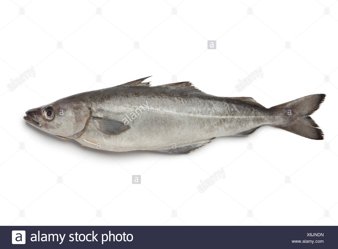 Coley Fish High Resolution Stock Photography and Images - Alamy