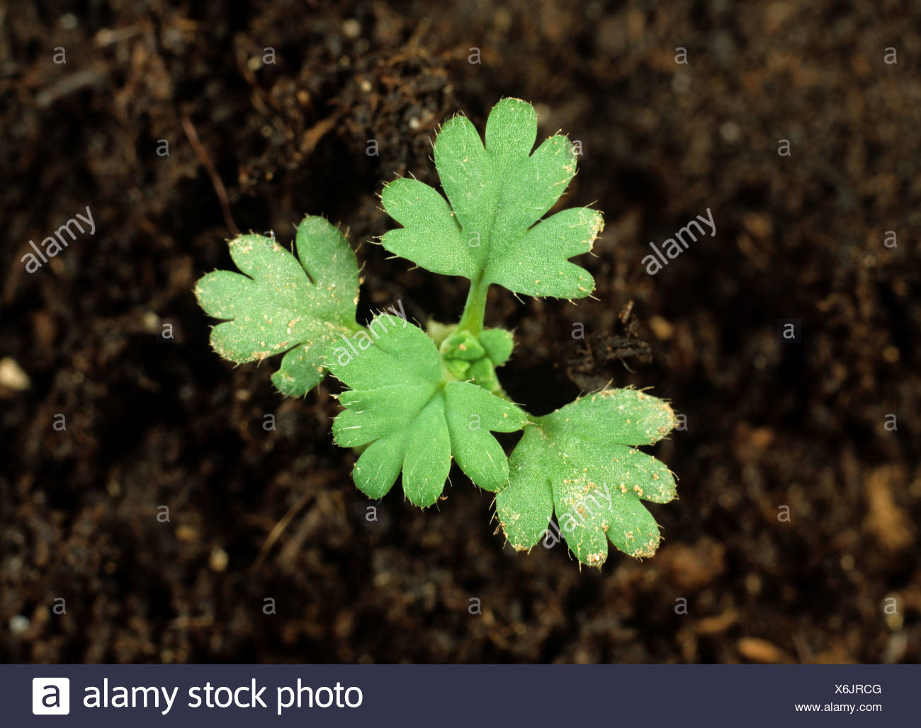 Parsley Seedling Stock Photos & Parsley Seedling Stock Images - Alamy