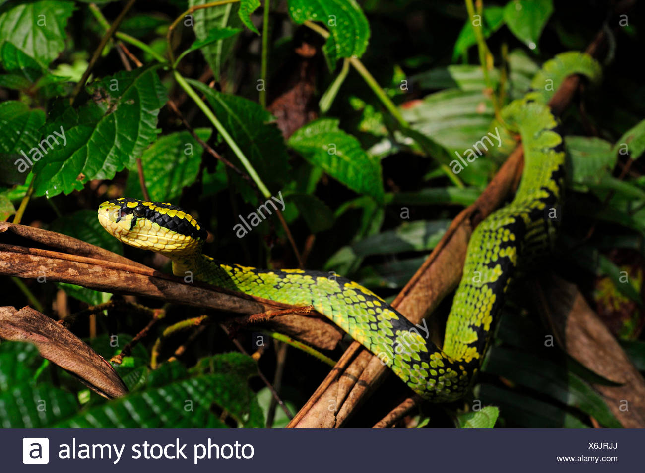 Sri Lankan Reptile High Resolution Stock Photography and Images - Alamy