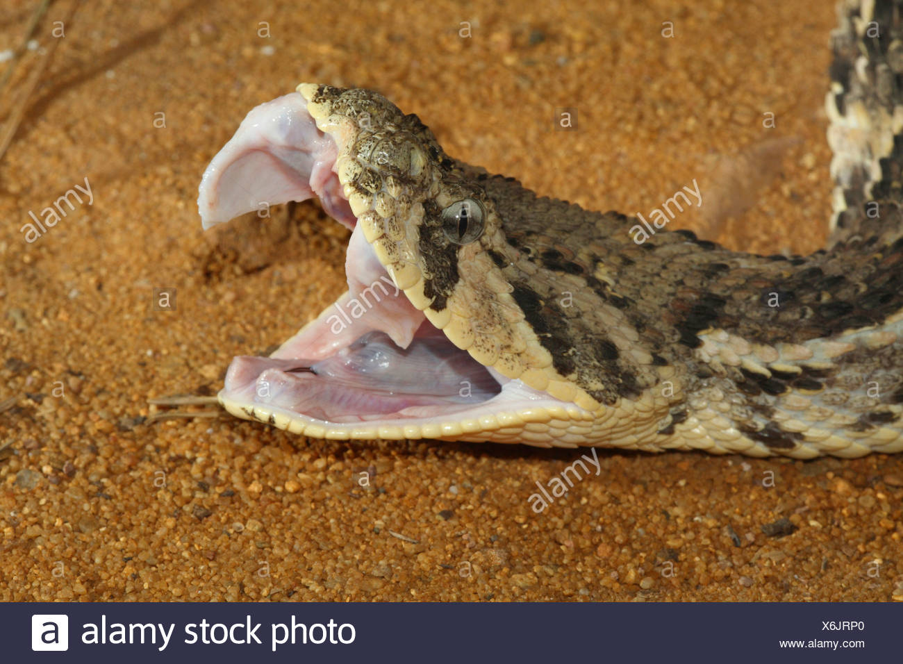 Bitis Arietans Stock Photos & Bitis Arietans Stock Images - Alamy