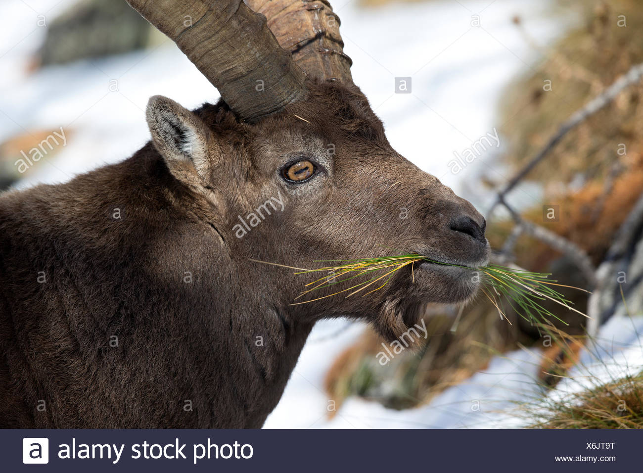 Alpine Ibex Italy Stock Photos & Alpine Ibex Italy Stock Images - Alamy