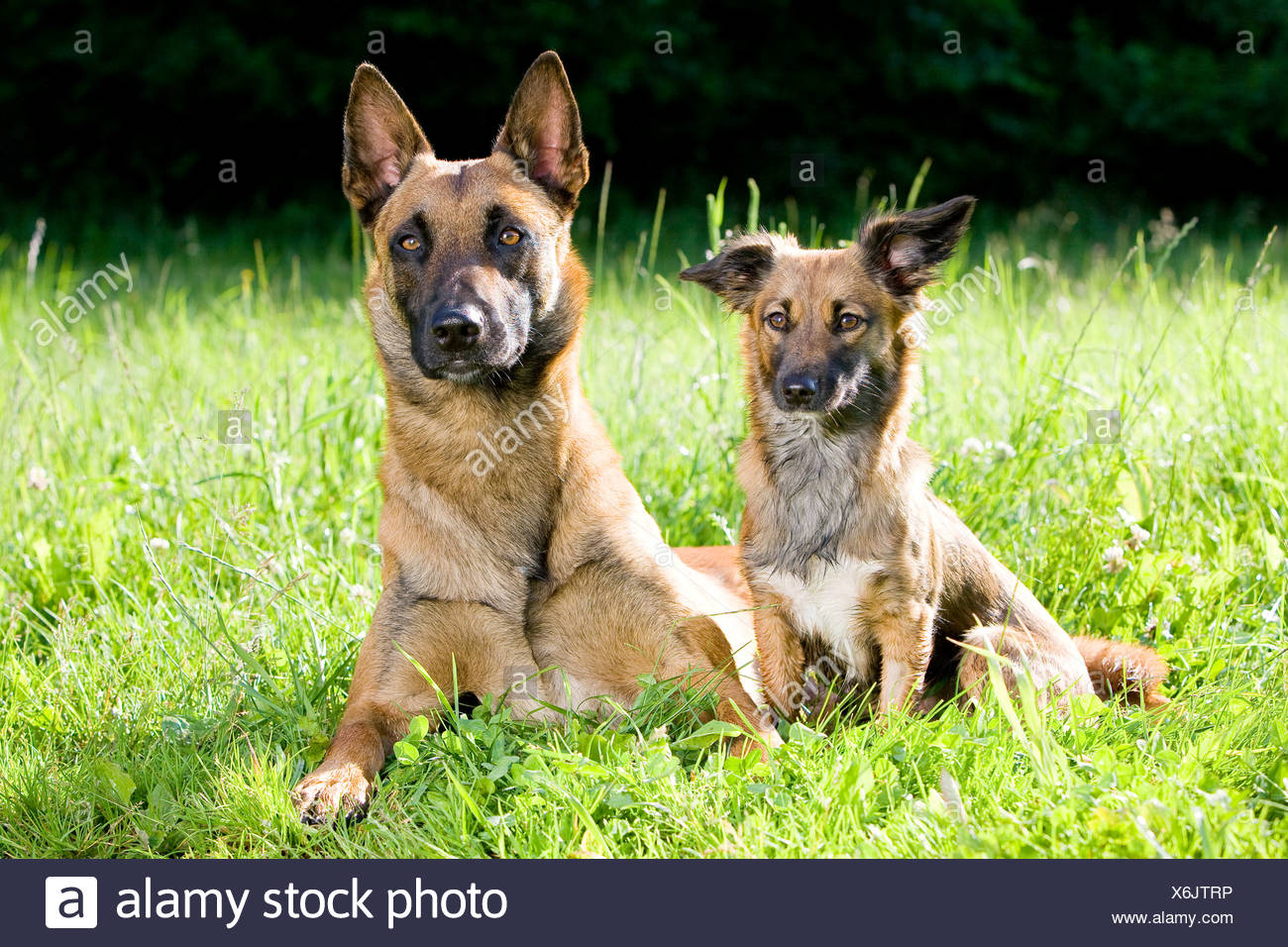 Malinois Mix High Resolution Stock Photography and Images - Alamy