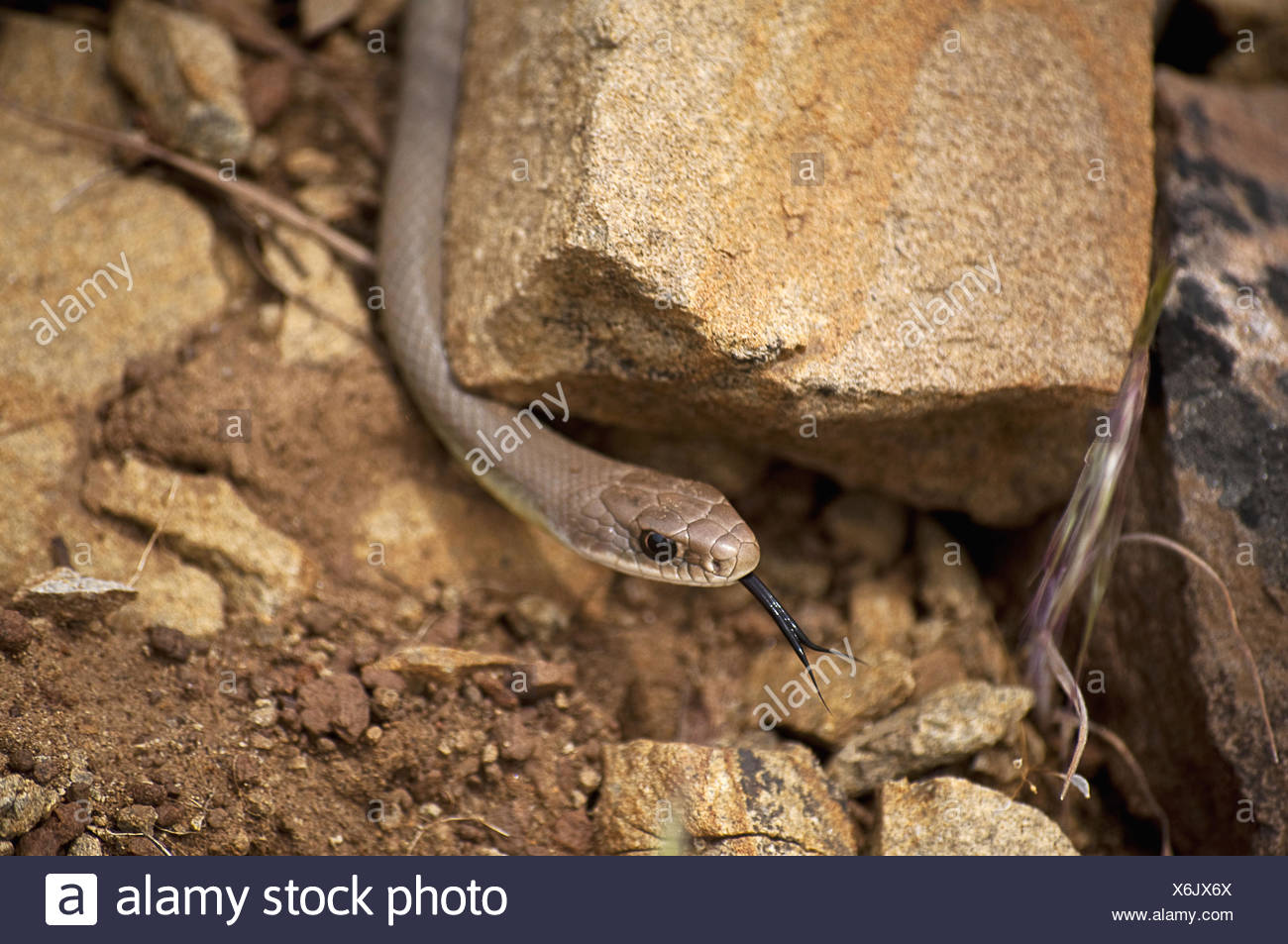 Racer Snake High Resolution Stock Photography and Images - Alamy