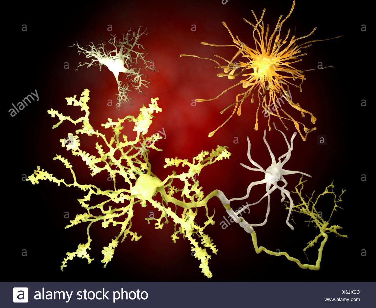 Brain Cells High Resolution Stock Photography and Images - Alamy