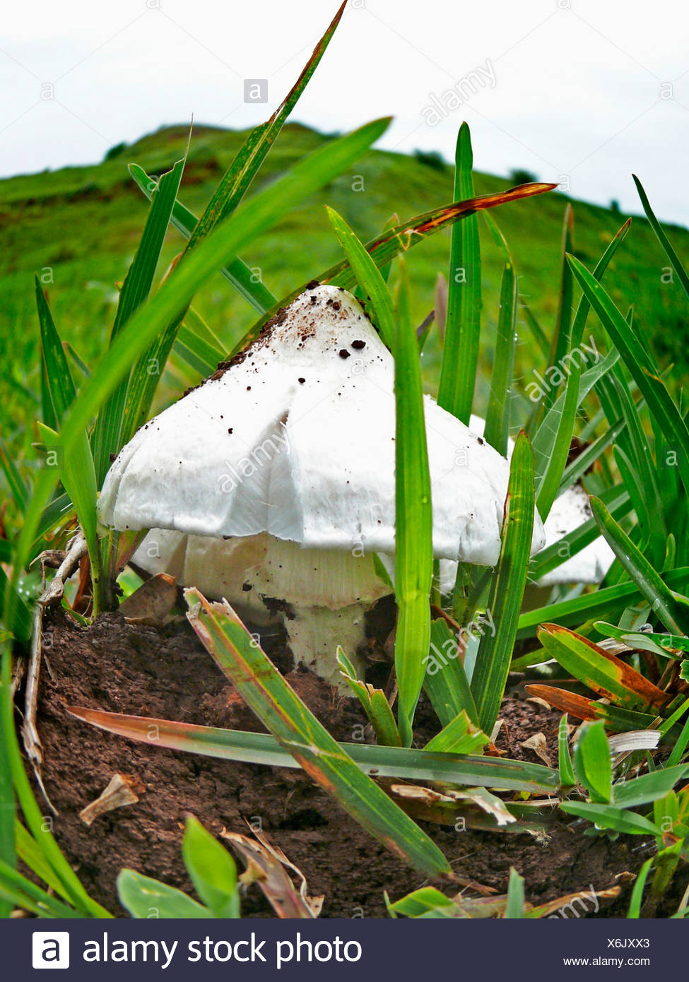 Amanita Phalloides Death Cap High Resolution Stock Photography and ...
