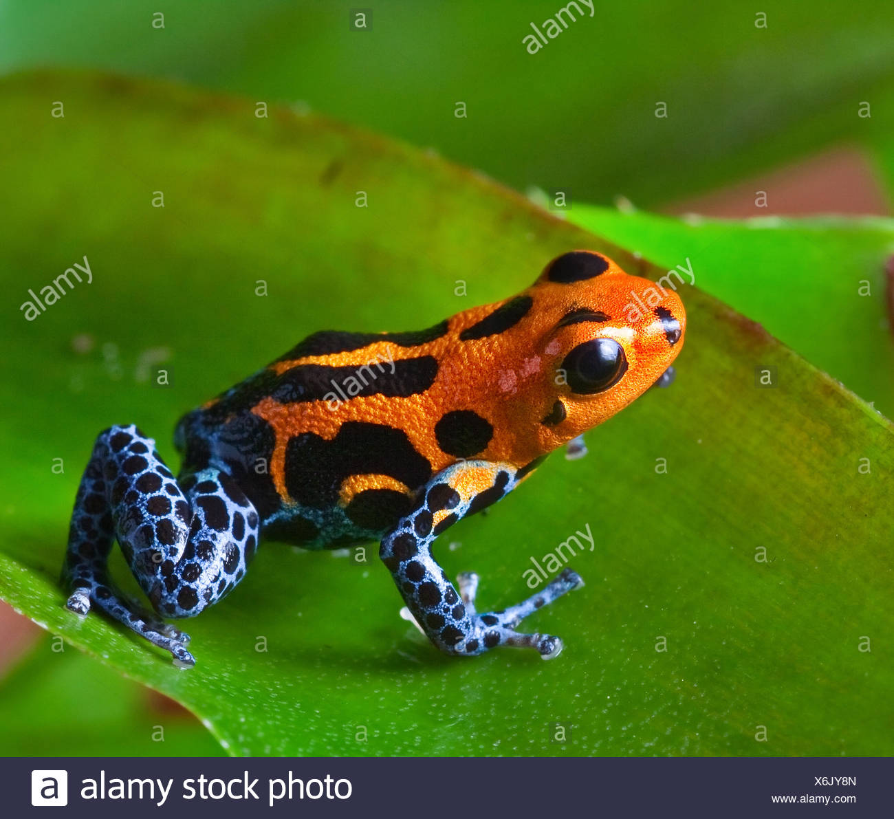 Frog Amazon Peru High Resolution Stock Photography and Images - Alamy