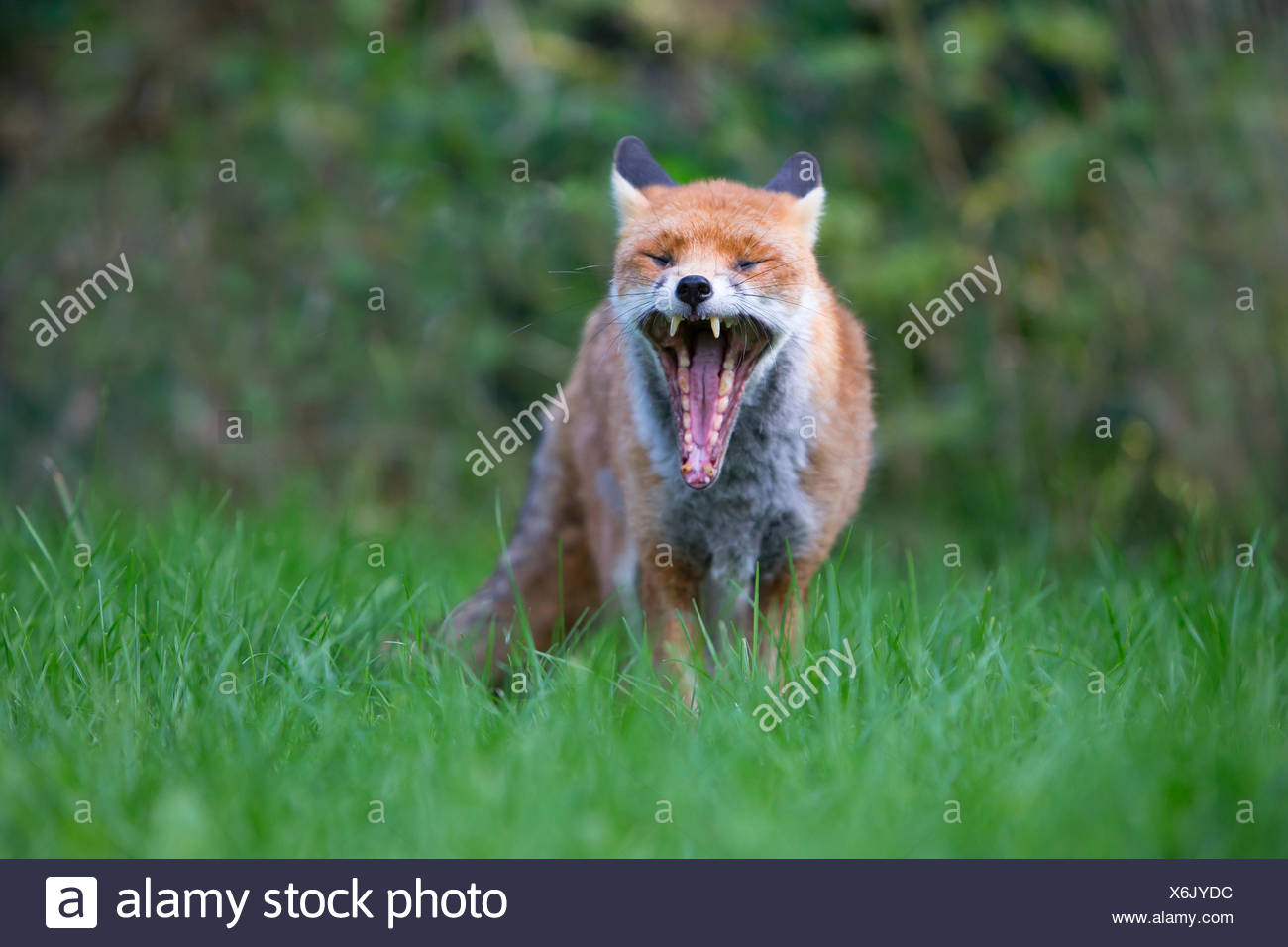 Red Fox Summer High Resolution Stock Photography and Images - Alamy