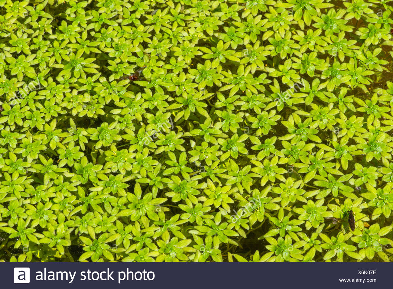 Common Water Starwort High Resolution Stock Photography and Images - Alamy