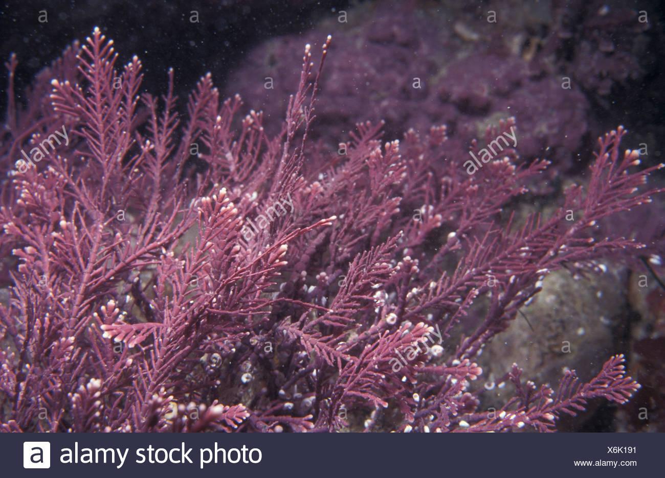 Corallina Officinalis Stock Photos & Corallina Officinalis Stock Images ...