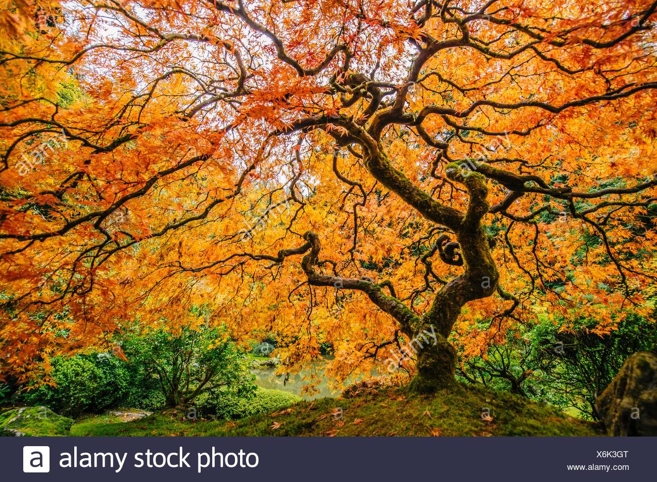 Twisted Tree Trunk Autumn Stock Photos & Twisted Tree Trunk Autumn Stock Images - Alamy