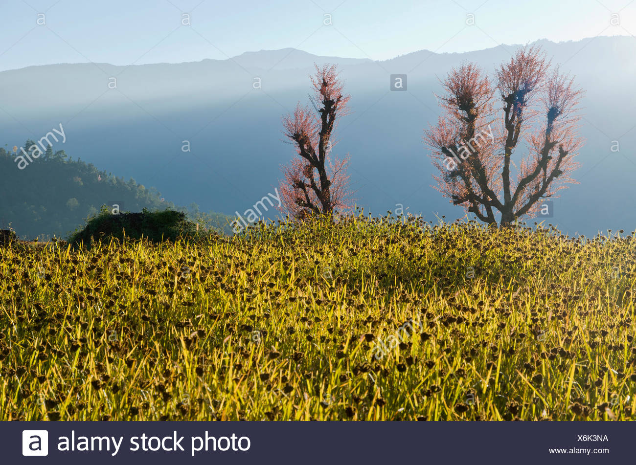 Cultivation Of Millet High Resolution Stock Photography and Images - Alamy
