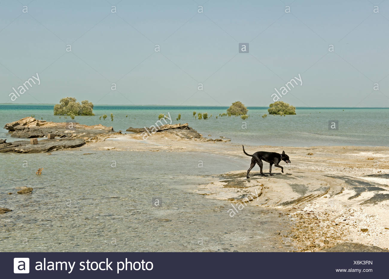 Arabian Dog High Resolution Stock Photography and Images - Alamy