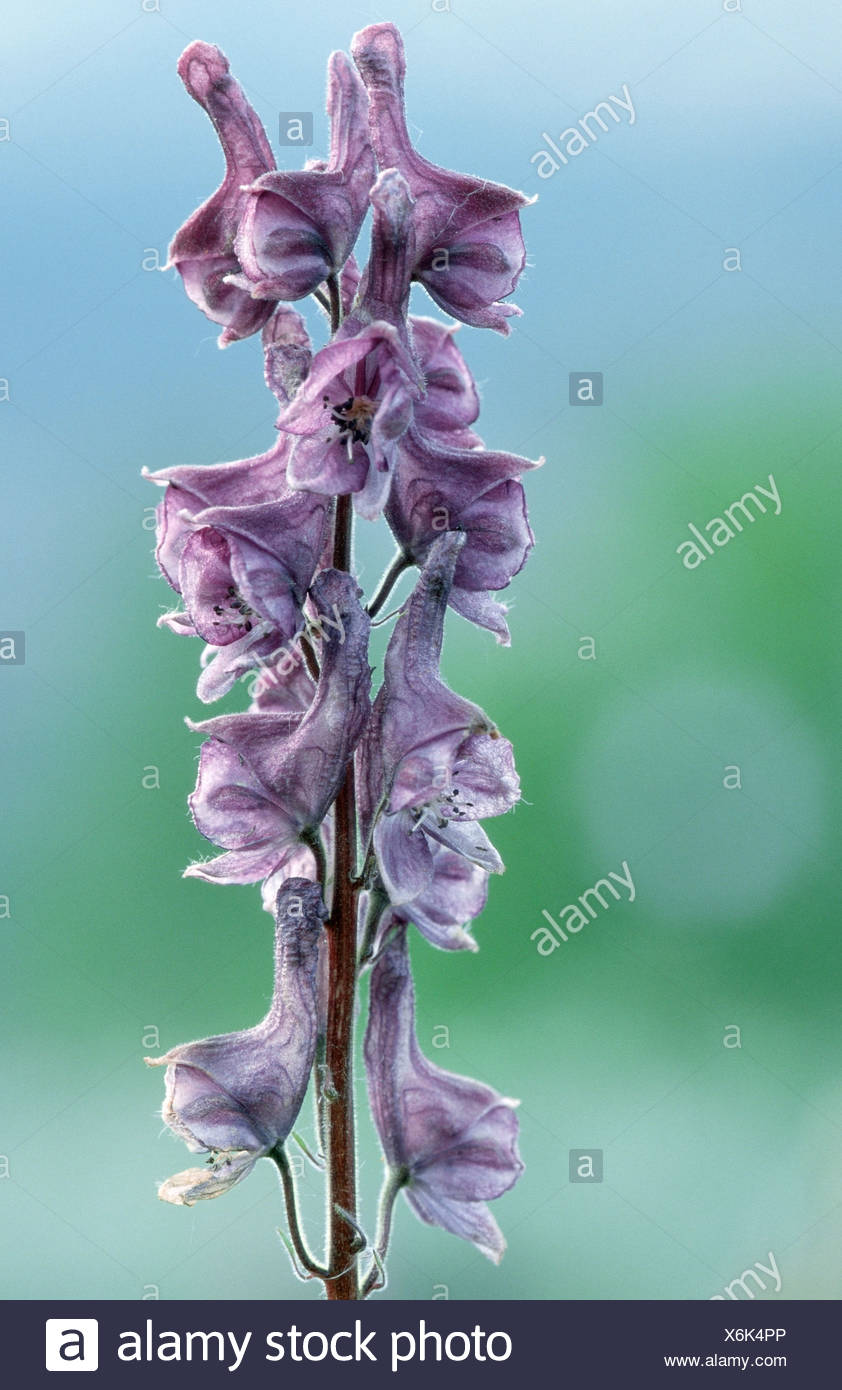 Wolfsbane Stock Photos & Wolfsbane Stock Images - Alamy