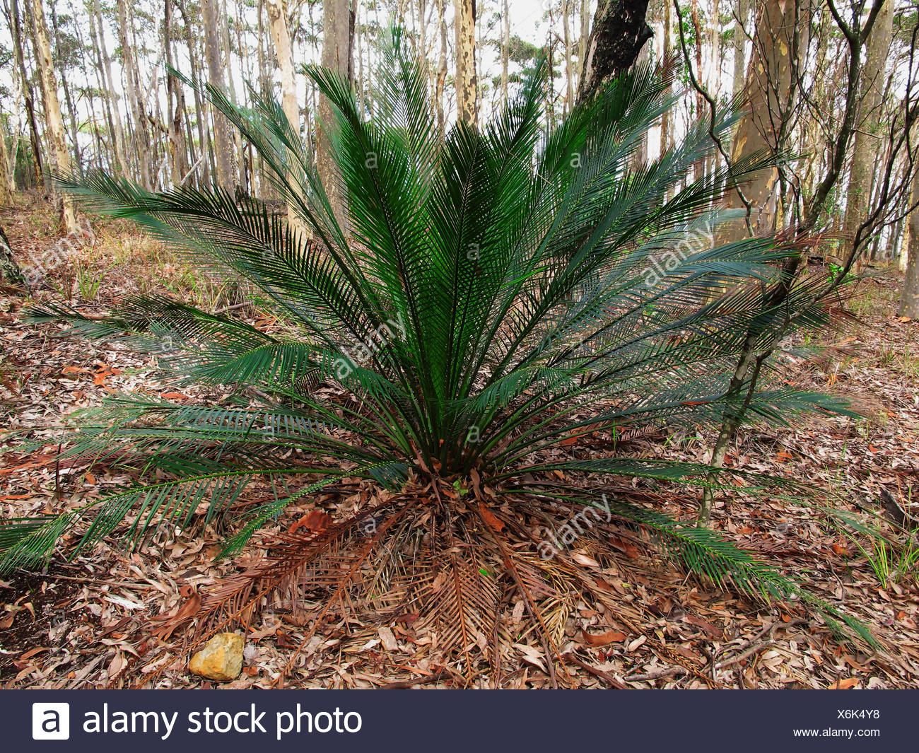 Cycad Macrozamia Communis Stock Photos & Cycad Macrozamia Communis ...