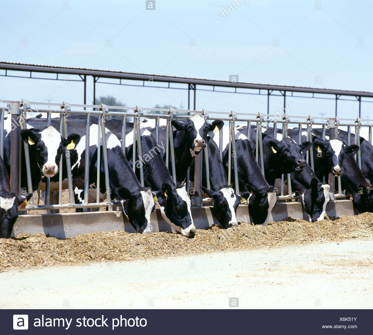 Dairy Cows Eating Corn Silage High Resolution Stock Photography and ...