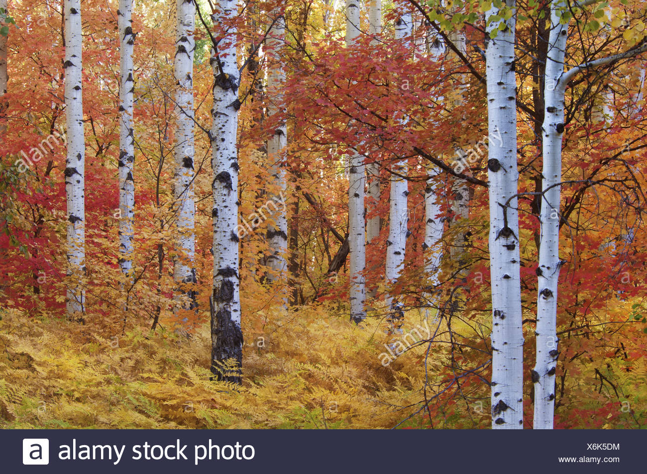 Rocky Mountain Maple Tree Aspen High Resolution Stock Photography and ...