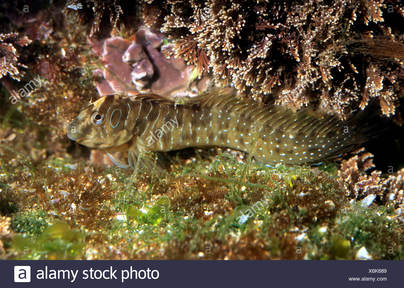 Blennius Stock Photos & Blennius Stock Images - Alamy