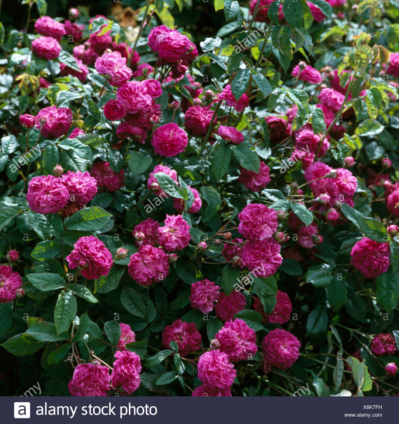 Rosa Cardinal De Richelieu High Resolution Stock Photography and Images ...