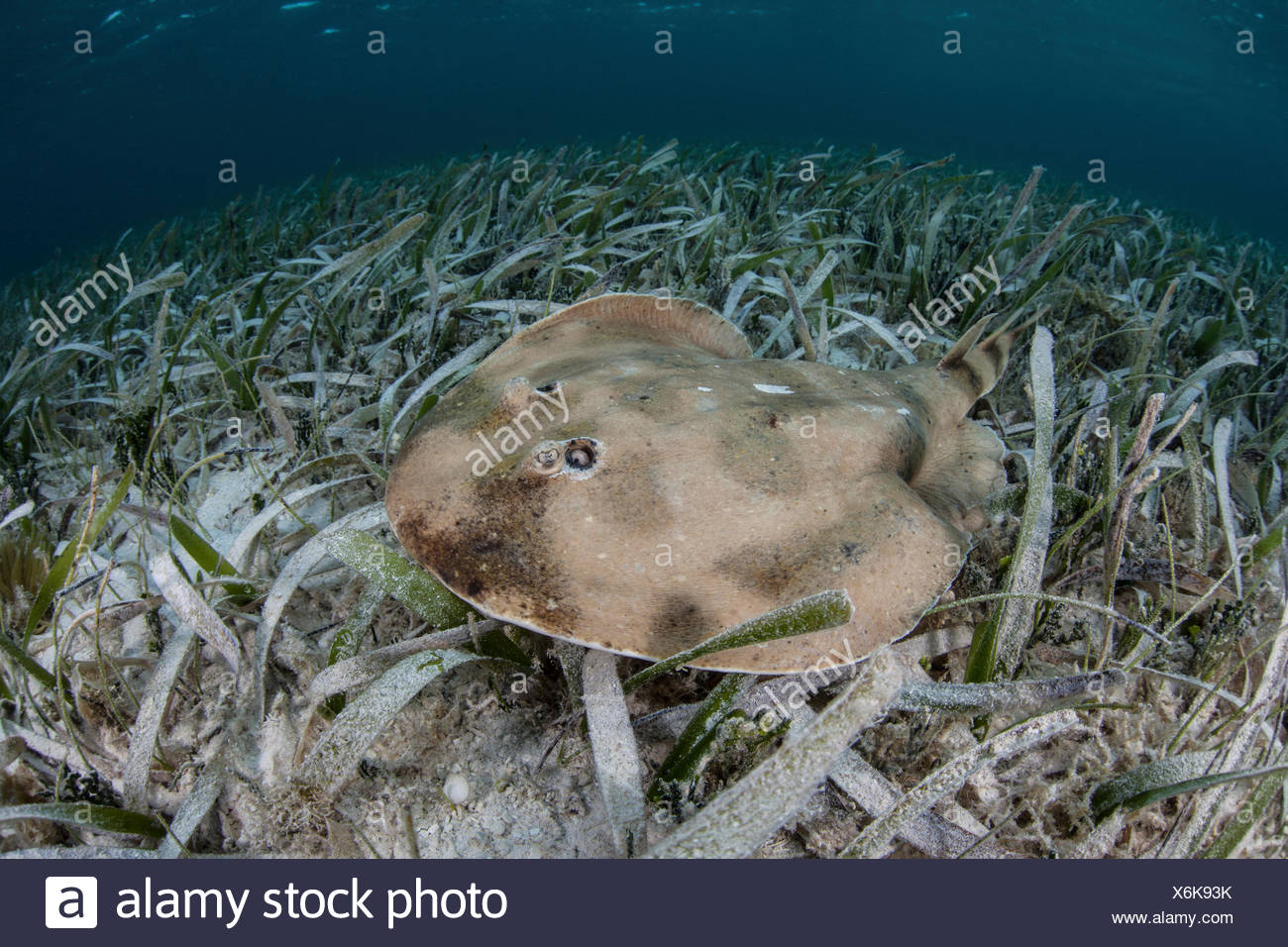 Narcine High Resolution Stock Photography and Images - Alamy