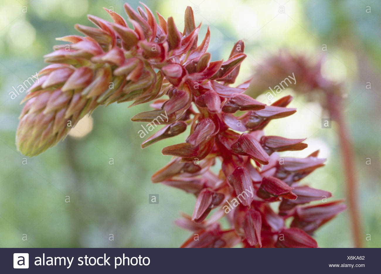 Melianthus Major Honey Bush High Resolution Stock Photography and ...
