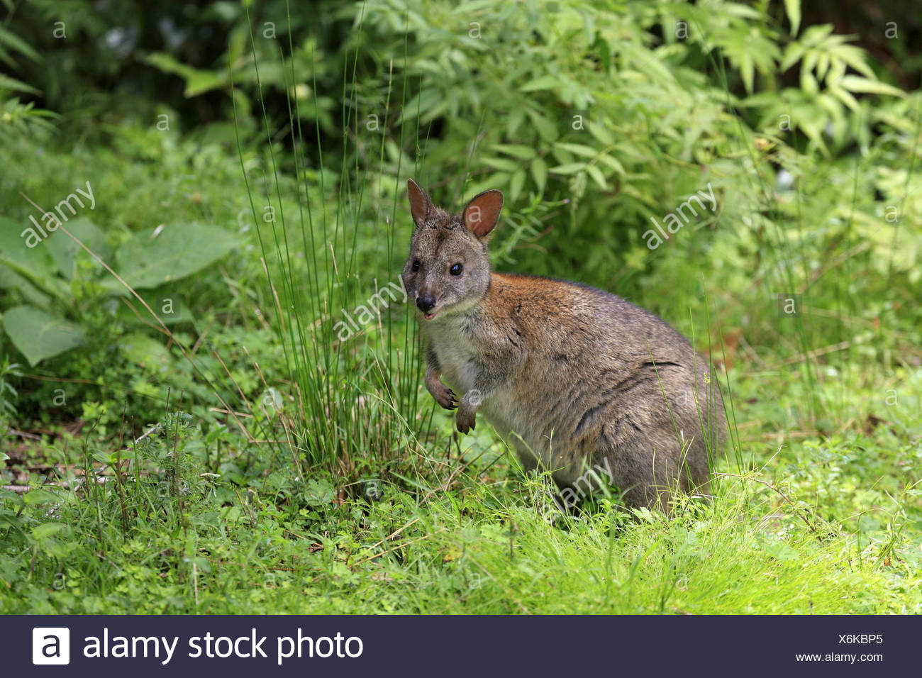 Pademelons High Resolution Stock Photography and Images - Alamy