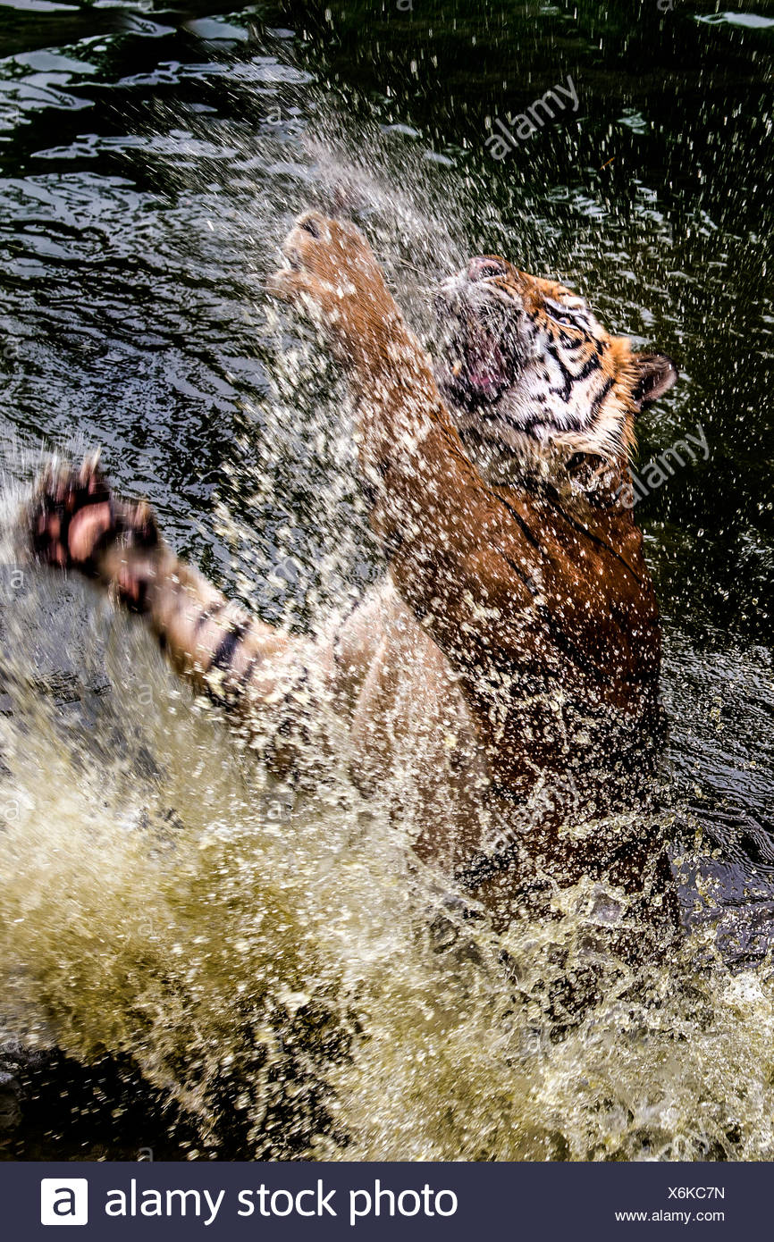 Roaring Tiger High Resolution Stock Photography and Images - Alamy