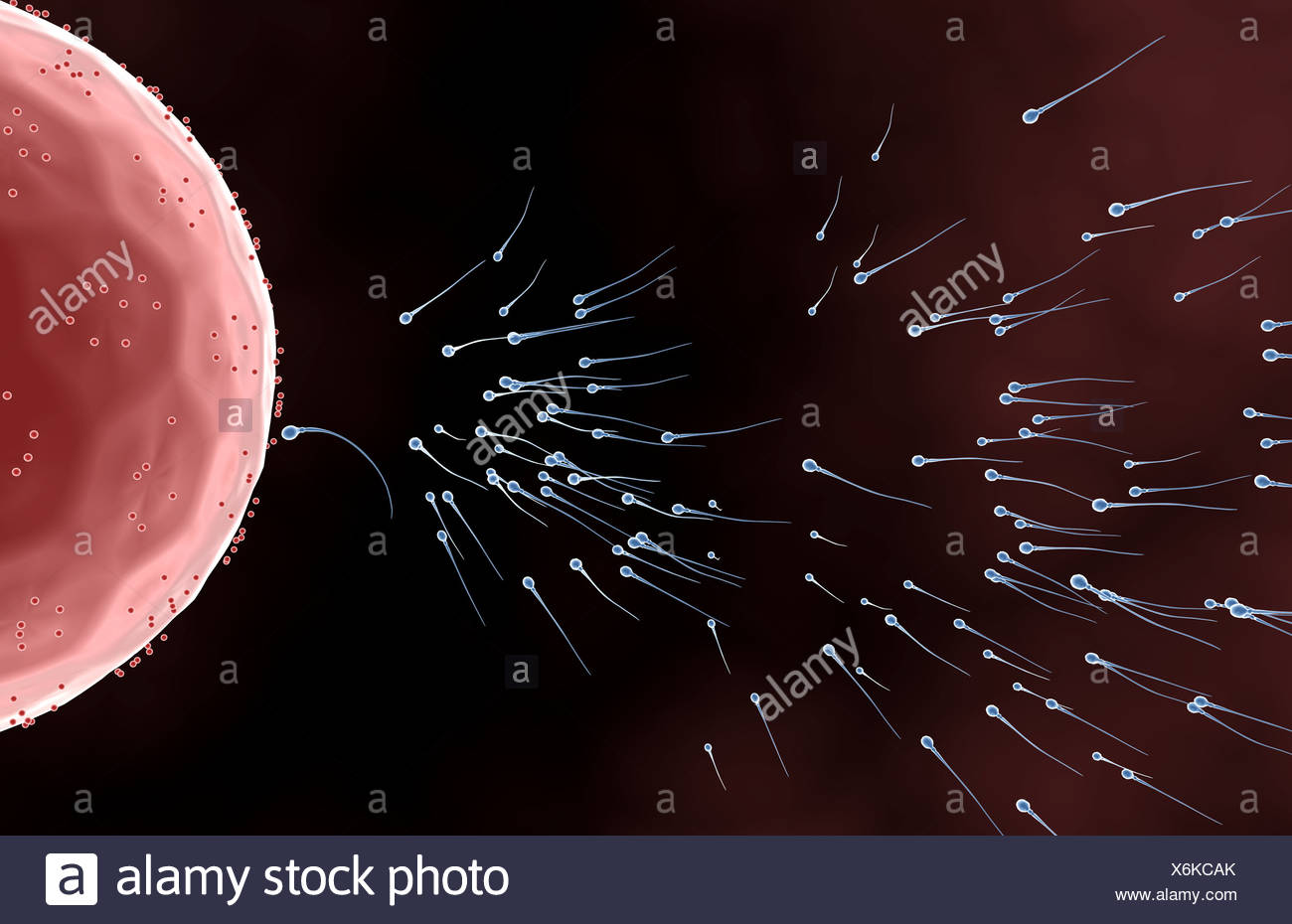 Ovum Sperm Conception High Resolution Stock Photography and Images - Alamy