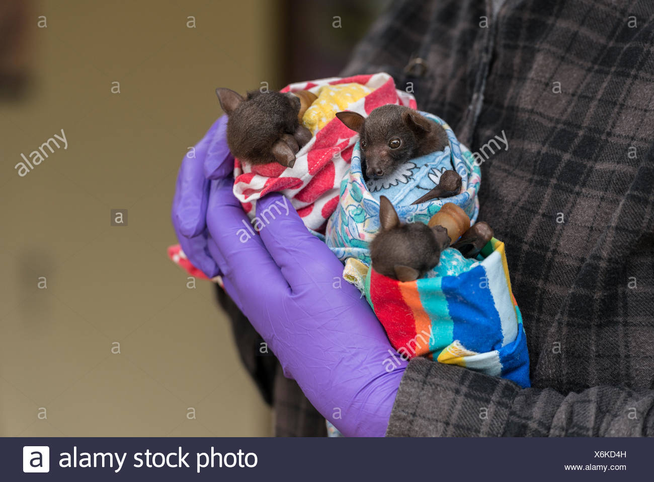 Mega Bat Australia High Resolution Stock Photography and Images - Alamy