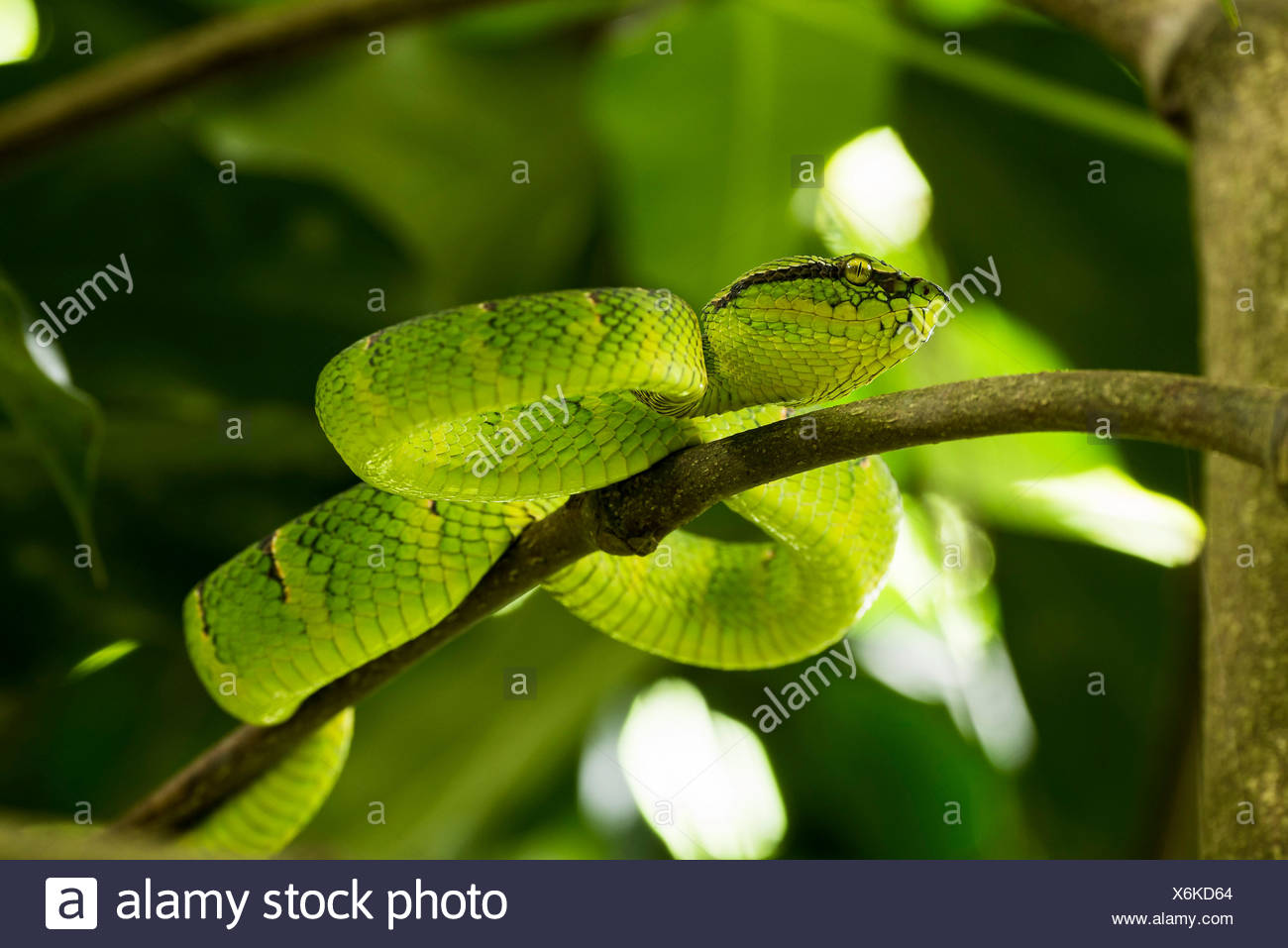 Mine Vipers High Resolution Stock Photography and Images - Alamy