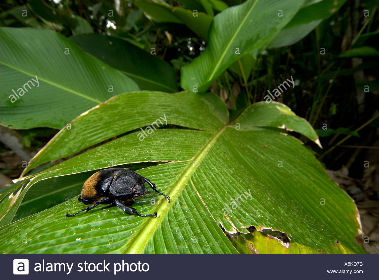 Megasoma Elephas Stock Photos & Megasoma Elephas Stock Images - Alamy